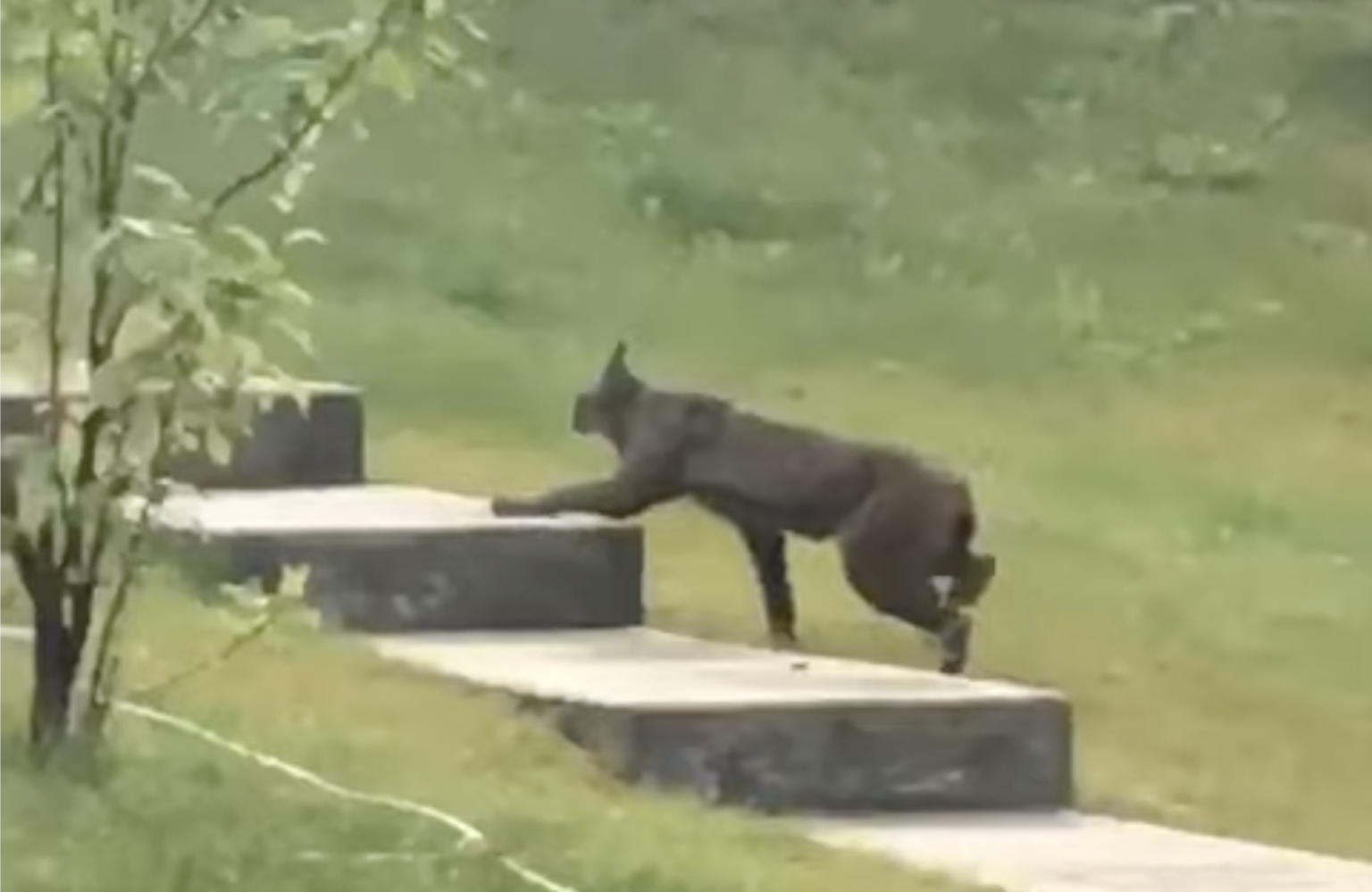 Black Canada Lynx caught on camera for the first time - Jokes Daddy