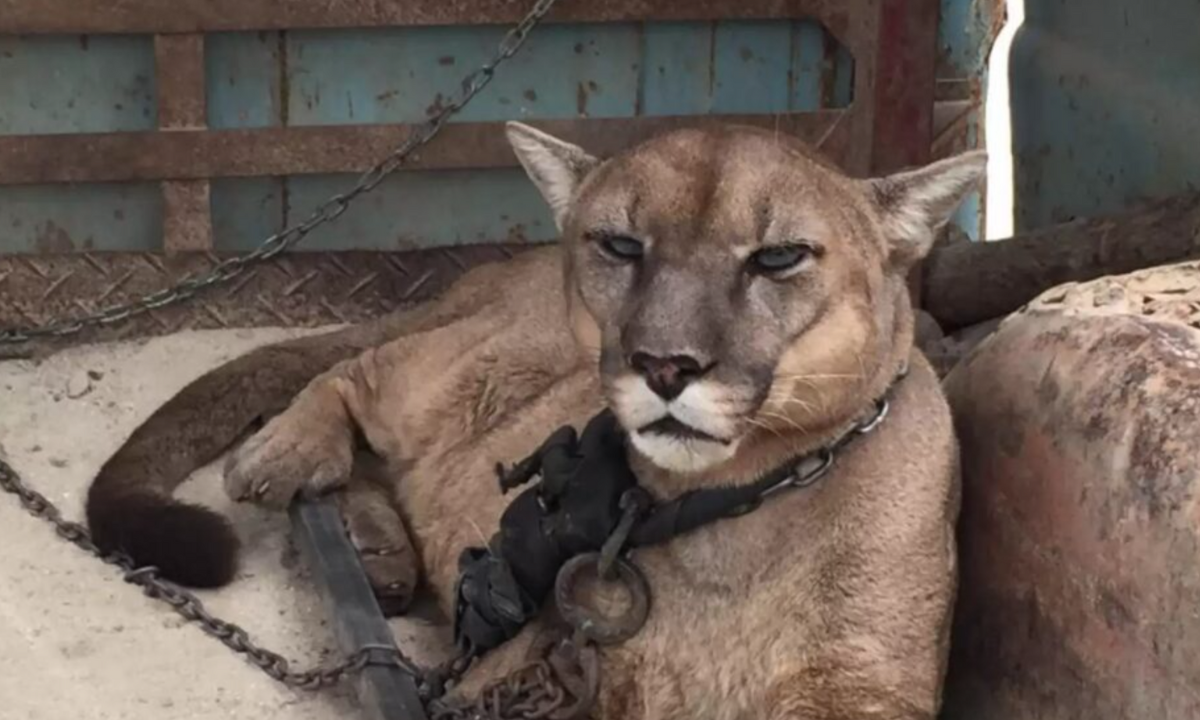 Circus lion was locked up for 20 long years, now watch his reaction ...