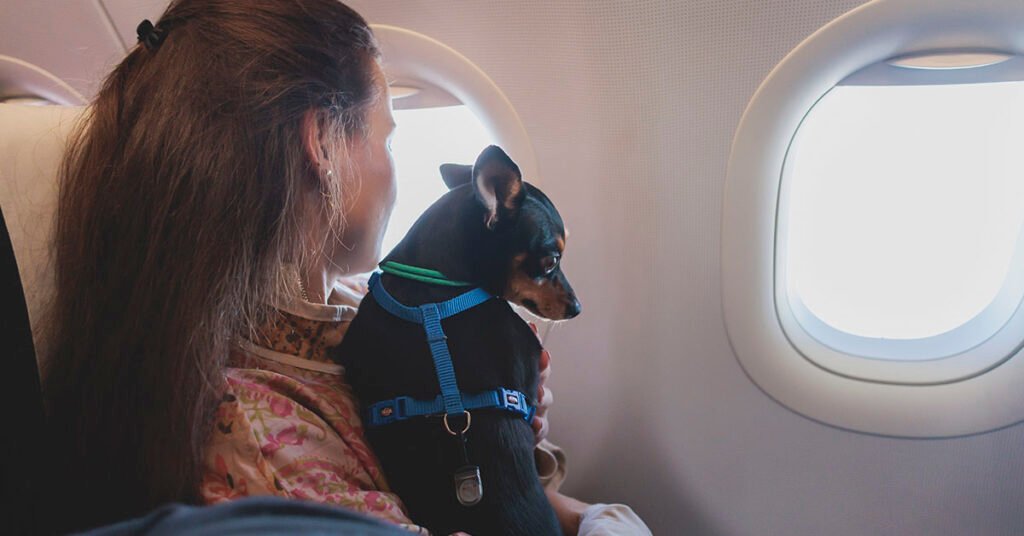 Traveling with Pets? Here’s a List of Airlines That Let You Bring Dogs ...