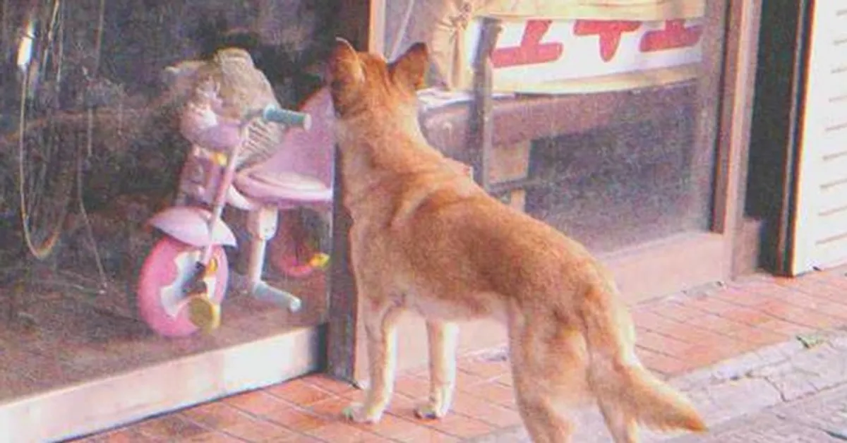 This Dog Kept Visiting an Empty Store—One Night, a Boy Followed and Was ...