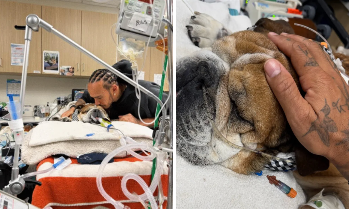 Lewis Hamilton Heartbroken Over Dog Roscoe’s Health Struggles: ‘He’s My ...